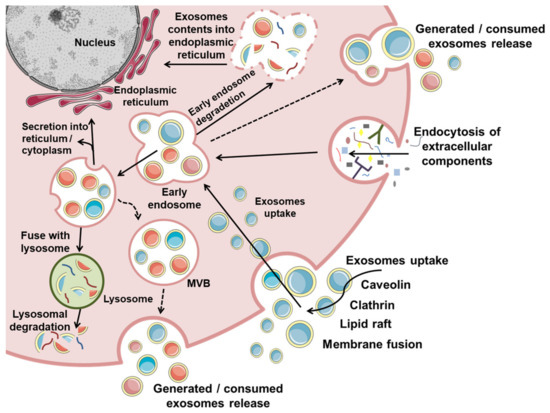 Exosomes in the Tumor Microenvironment: From Biology to Clinical ...