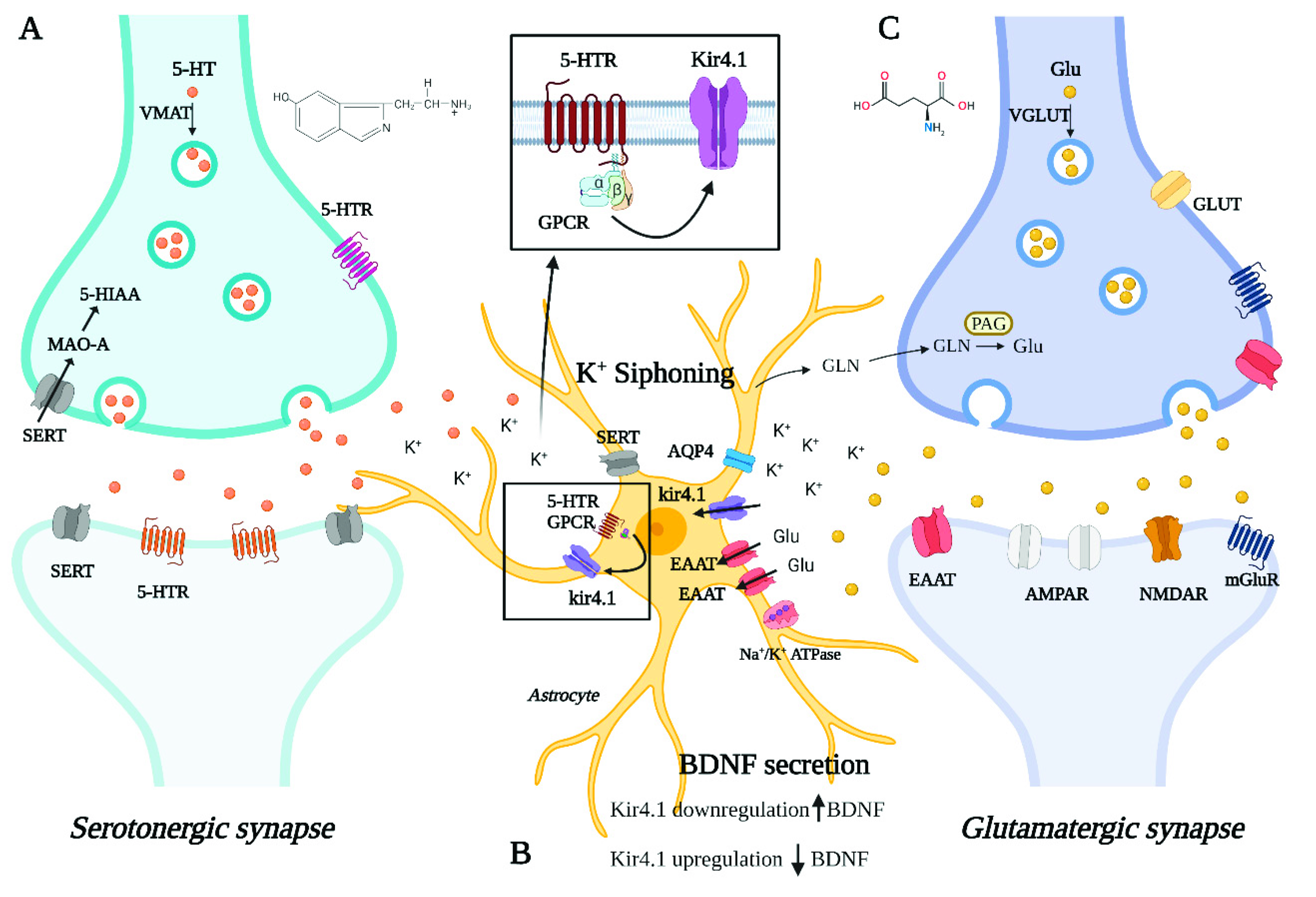 Kir4.1 Dysfunction in the Pathophysiology of Depression: A Systematic ...