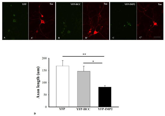 Neuron-Specific IMP2 Overexpression by Synapsin Promoter-Driven AAV9: A ...