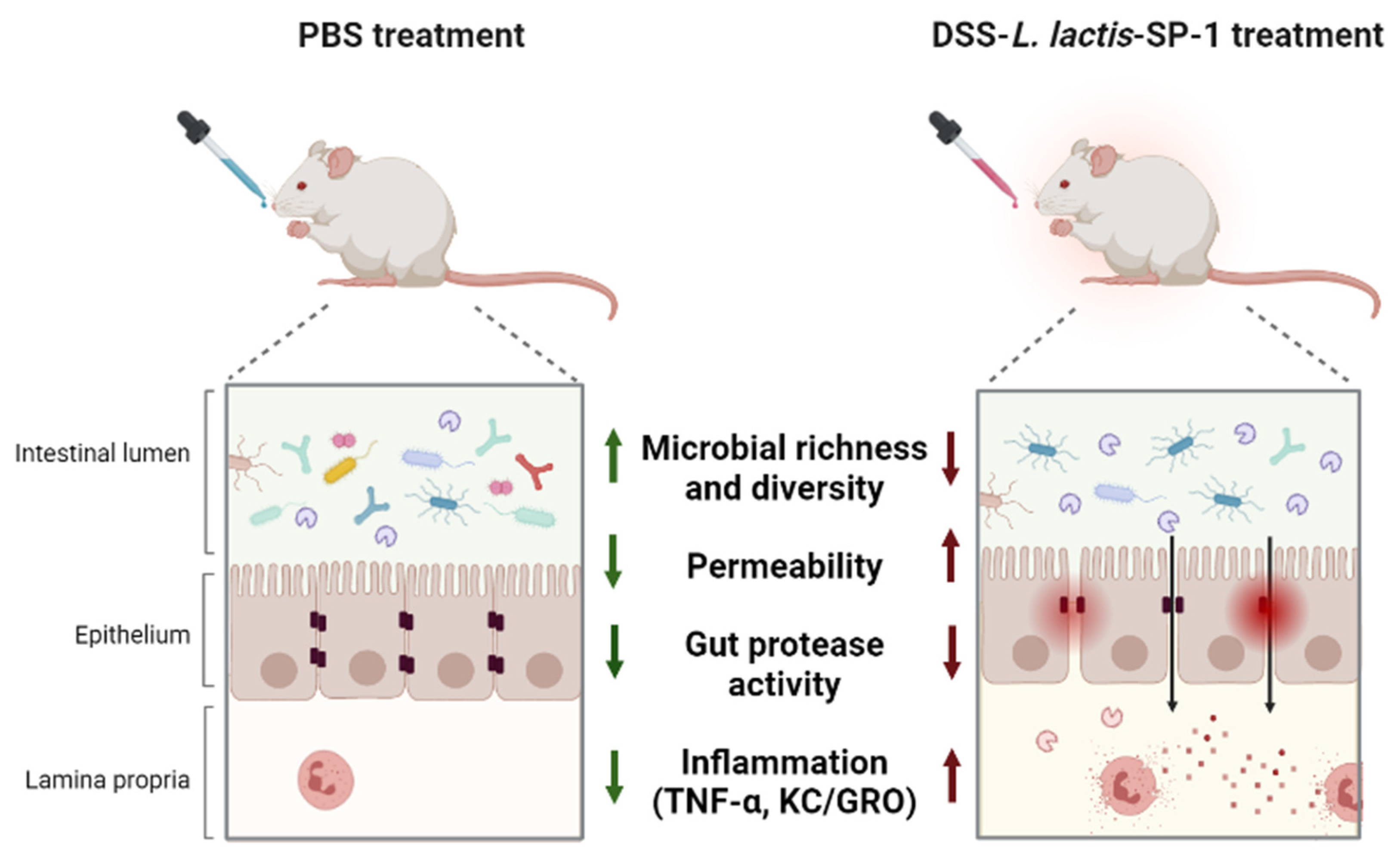 Cells | Free Full-Text | SP-1, a Serine Protease from the Gut ...