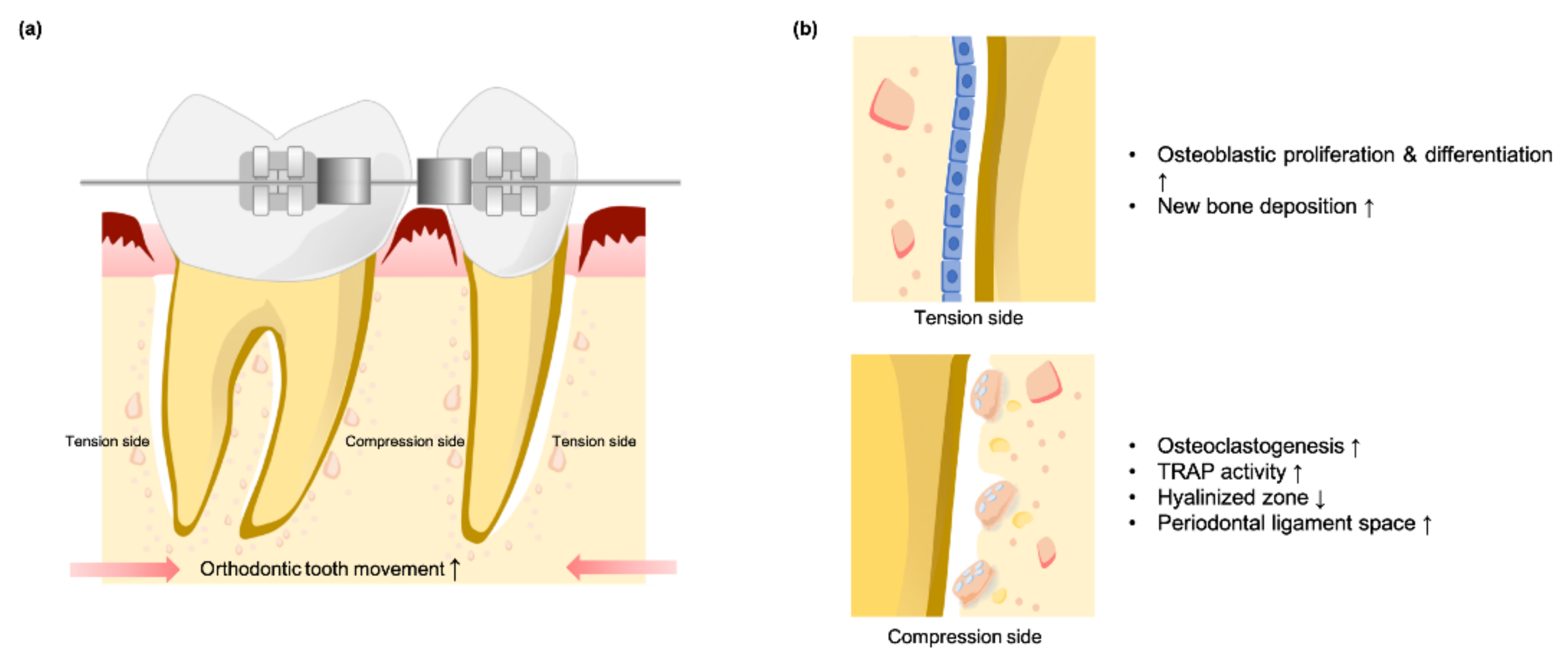 Cells | Free Full-Text | The Review of Bioeffects of Static Magnetic ...
