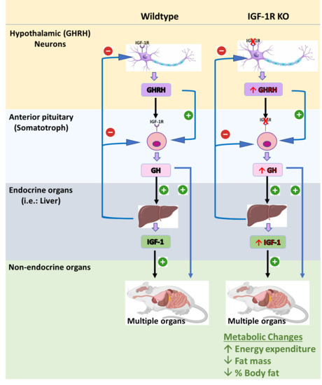 Cells | Free Full-Text | The Role of Insulin-like Growth Factor-1 (IGF ...