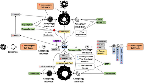 Cells | Free Full-Text | Autophagy in Tumor Immunity and Viral-Based ...