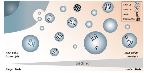 Cells | Special Issue : Extracellular Vesicle-Associated Non-Coding RNAs