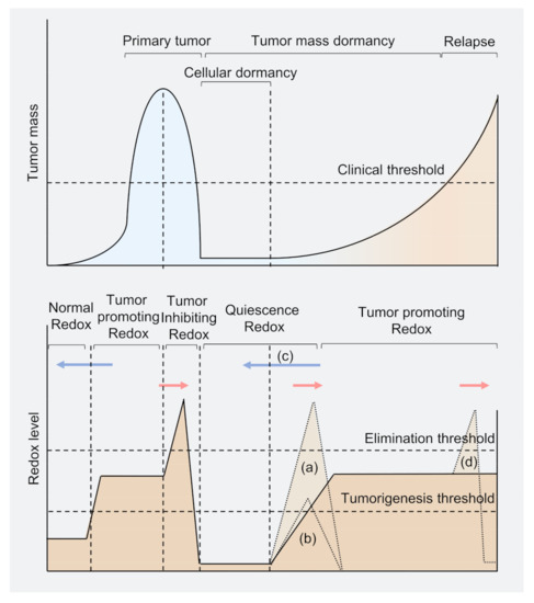 Redox Control of the Dormant Cancer Cell Life Cycle