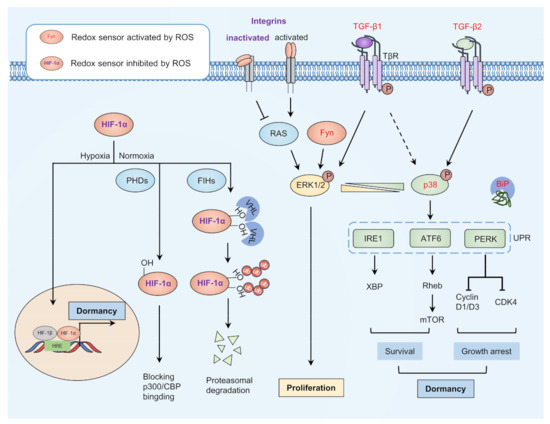 Redox Control of the Dormant Cancer Cell Life Cycle