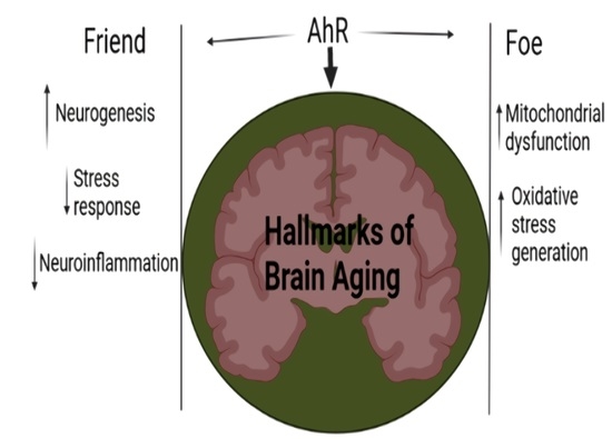 Cells | Special Issue : Relationship between Inflammation and Aryl ...