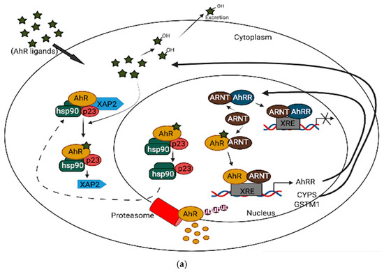 The Role of AhR in the Hallmarks of Brain Aging: Friend and Foe
