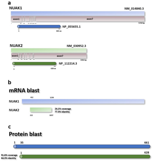 NUAK Kinases: Brain–Ovary Axis