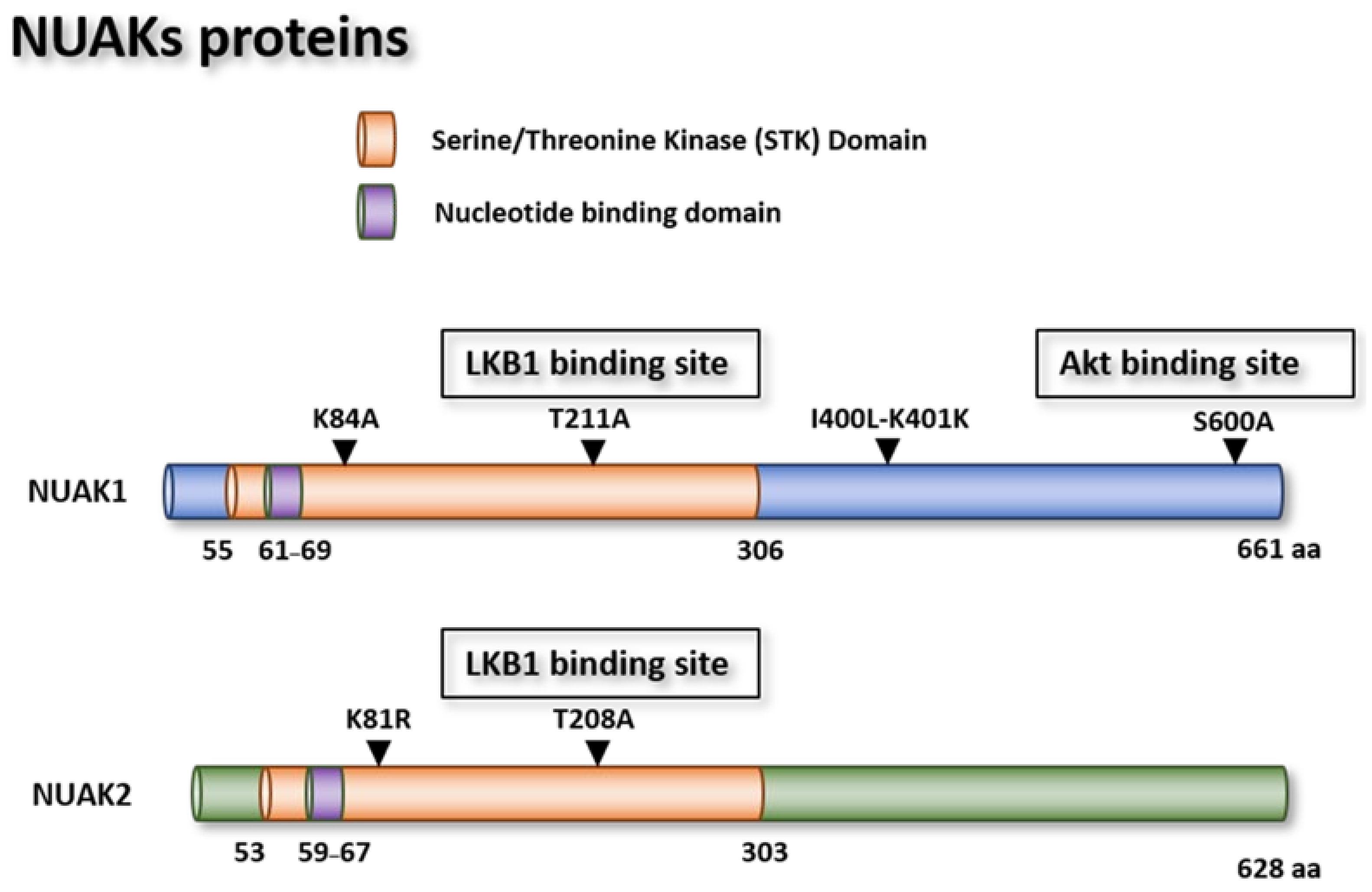 NUAK Kinases: Brain–Ovary Axis
