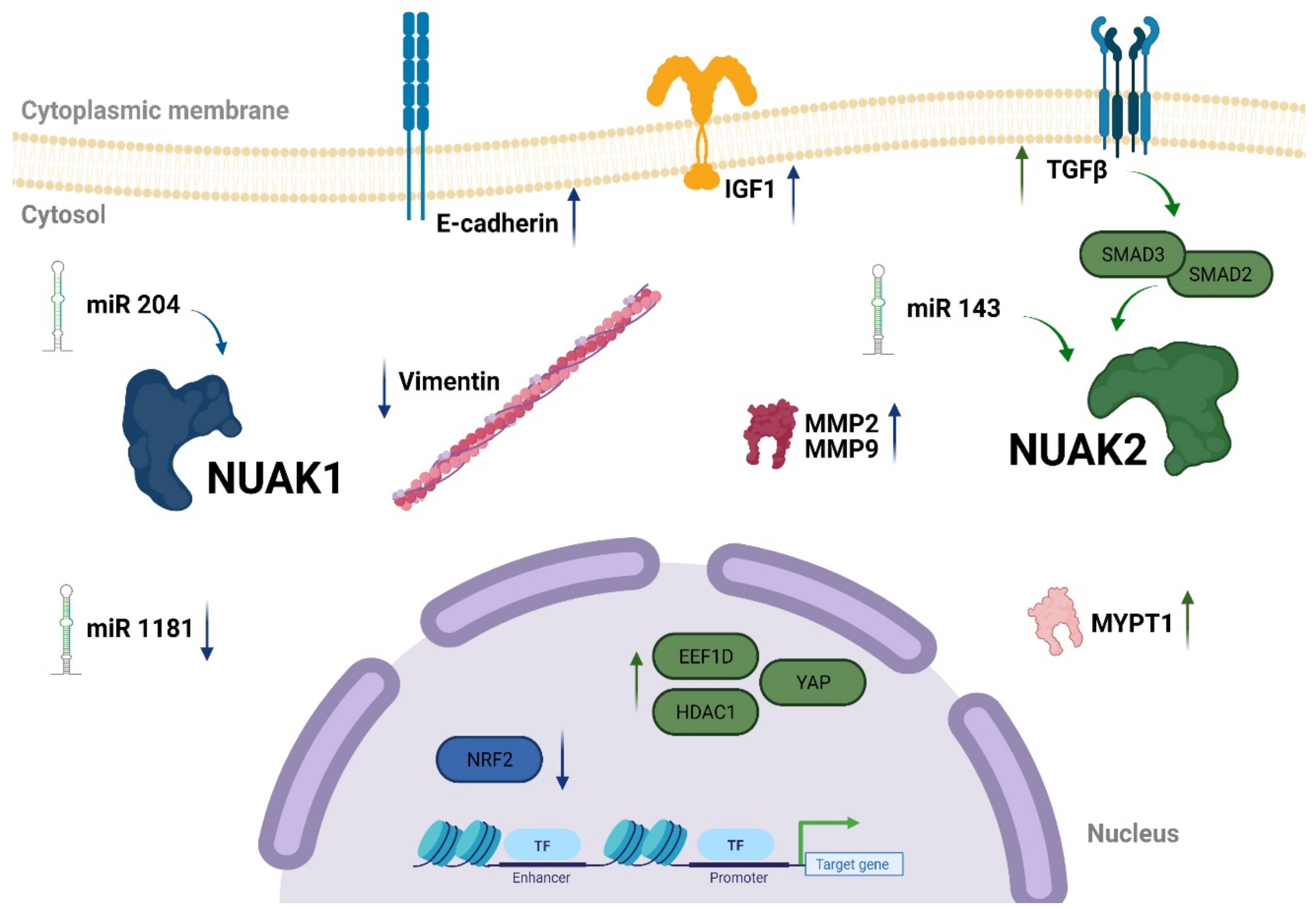 NUAK Kinases: Brain–Ovary Axis