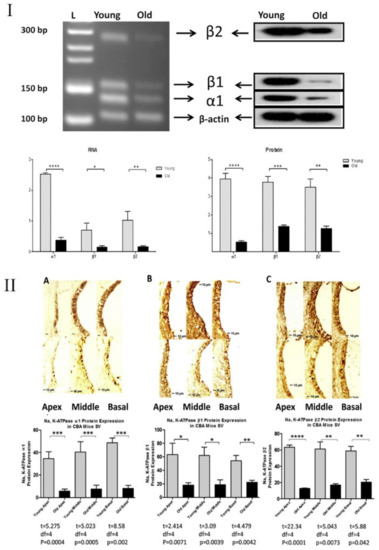 Cochlear Inflammaging in Relation to Ion Channels and Mitochondrial ...