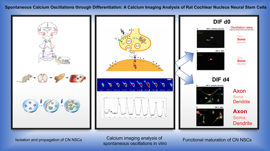 Cells | Free Full-Text | Spontaneous Calcium Oscillations through ...