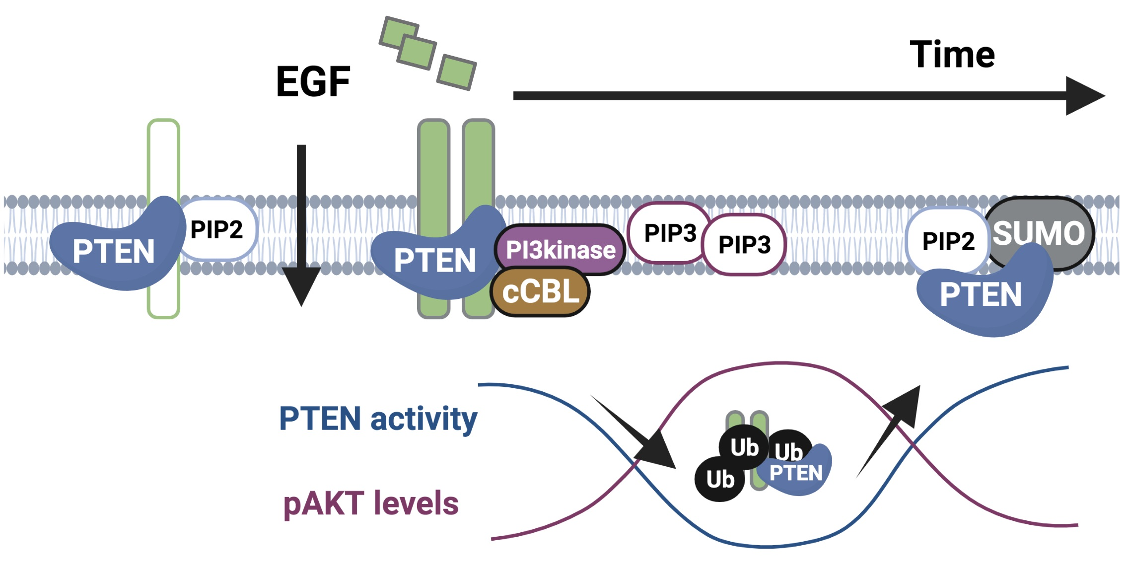Cells | Free Full-Text | Fluctuations in AKT and PTEN Activity Are ...