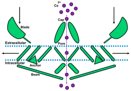 Channeling the Force: Piezo1 Mechanotransduction in Cancer Metastasis