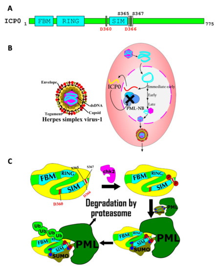 SUMO Interacting Motifs: Structure and Function