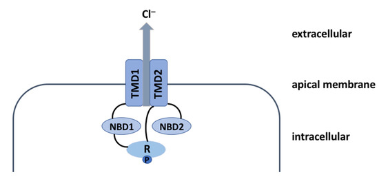 CFTR Protein: Not Just a Chloride Channel?
