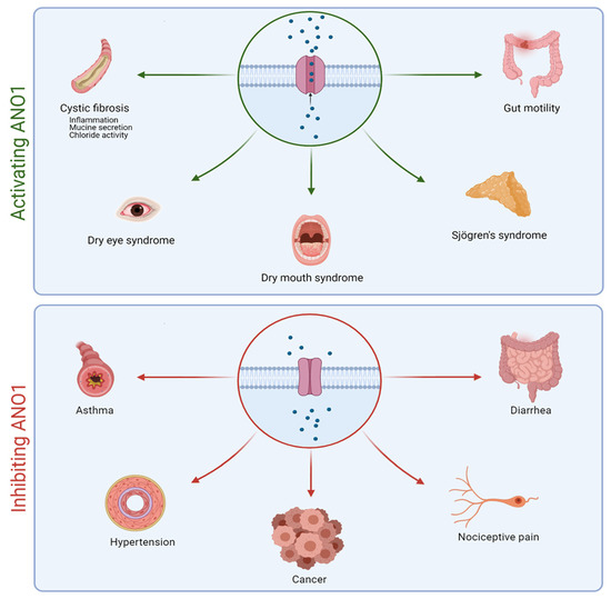 TMEM16A/ANO1: Current Strategies and Novel Drug Approaches for Cystic ...