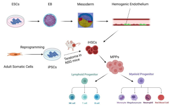 Single-Cell Approaches to Deconvolute the Development of HSCs