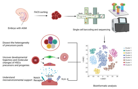 Single-Cell Approaches to Deconvolute the Development of HSCs