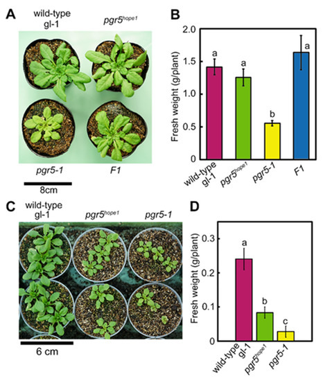 Identification of a Novel Mutation Exacerbated the PSI Photoinhibition ...