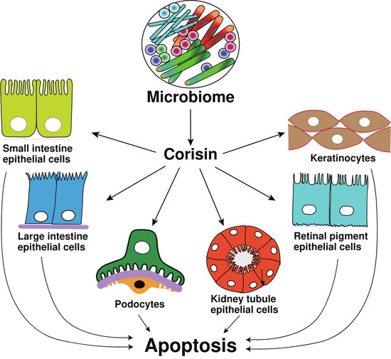 Cells | Free Full-Text | A Microbiome-Derived Peptide Induces Apoptosis ...