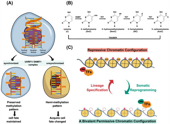 Cells | Free Full-Text | Somatic Reprogramming—Above and Beyond ...