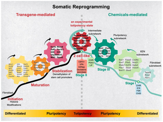 Somatic Reprogramming—Above and Beyond Pluripotency