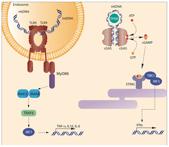 Cells | Free Full-Text | Molecular Mechanisms of mtDNA-Mediated ...