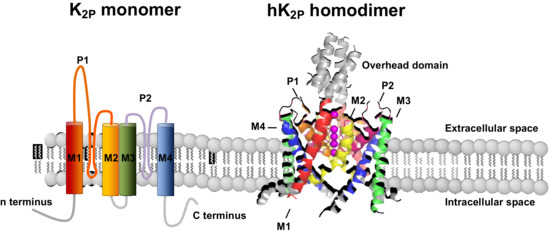 Two-Pore-Domain Potassium (K2P-) Channels: Cardiac Expression Patterns and Disease-Specific ...
