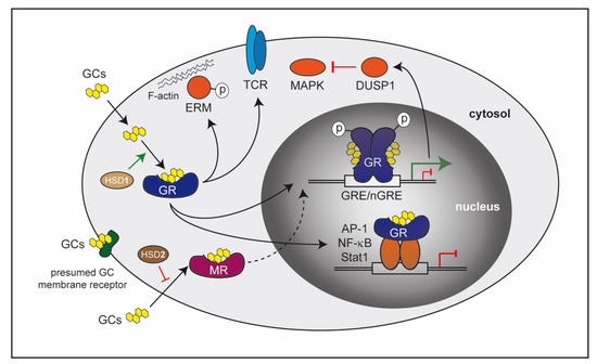 The Role of Glucocorticoids in Inflammatory Diseases