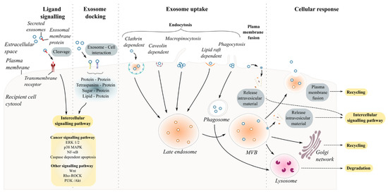 Cells | Free Full-Text | Exosomes in Ageing and Motor Neurone Disease ...