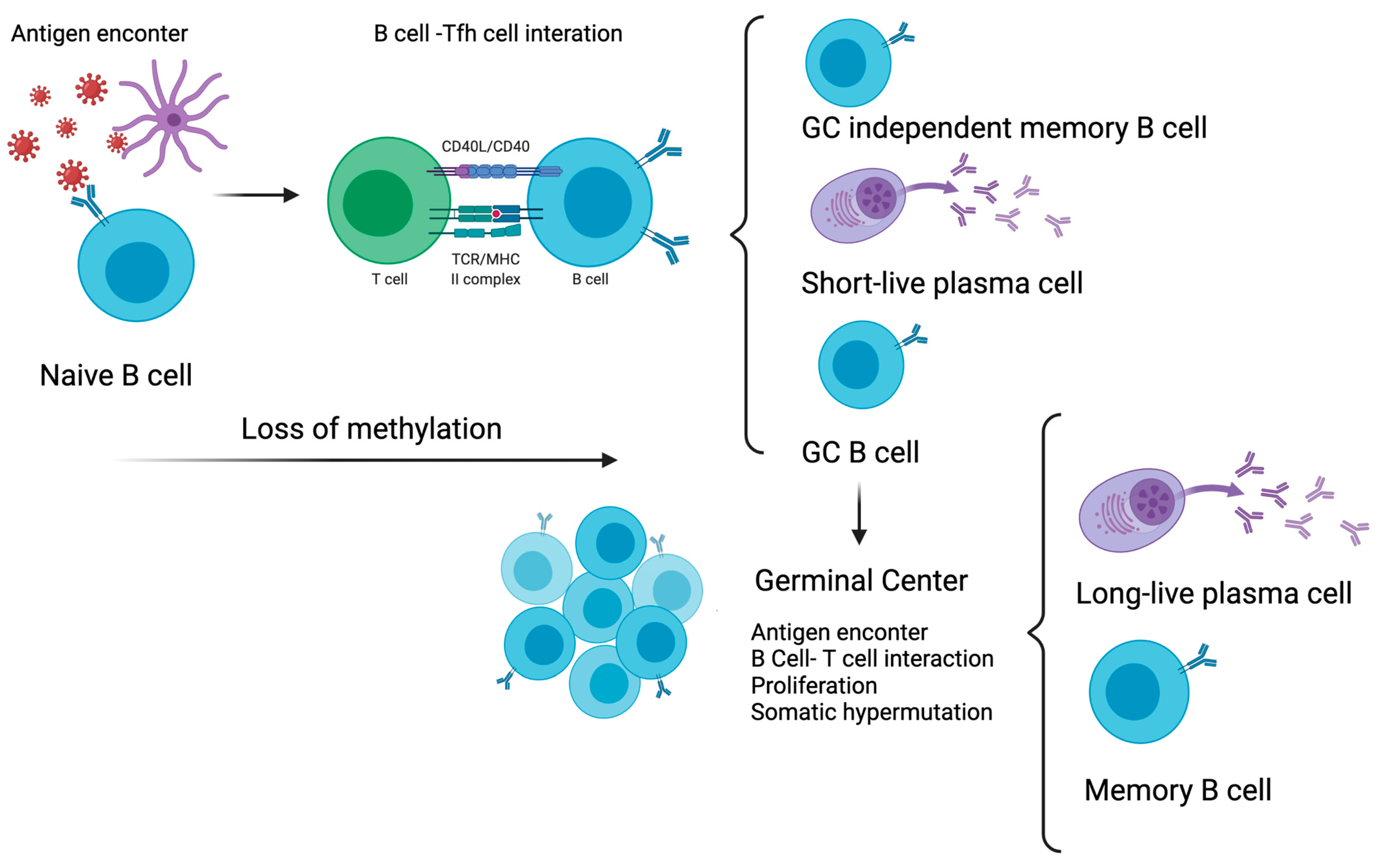 Memory Cells In The Immune System Memory Cells In The Immune System