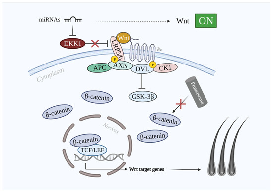 Perspectives on miRNAs Targeting DKK1 for Developing Hair Regeneration ...