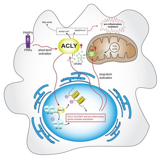 Cells | Free Full-Text | ACLY Nuclear Translocation in Human ...