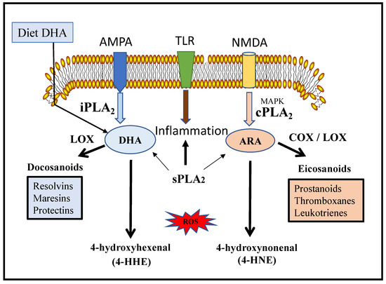 Dynamic Role of Phospholipases A2 in Health and Diseases in the Central ...