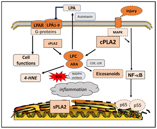 Dynamic Role of Phospholipases A2 in Health and Diseases in the Central Nervous System