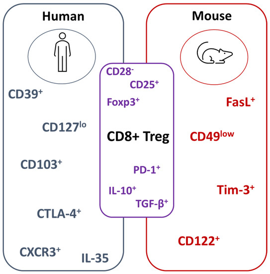 Cells Free Full Text Harnessing Cd8 Cd28− Regulatory T Cells As A