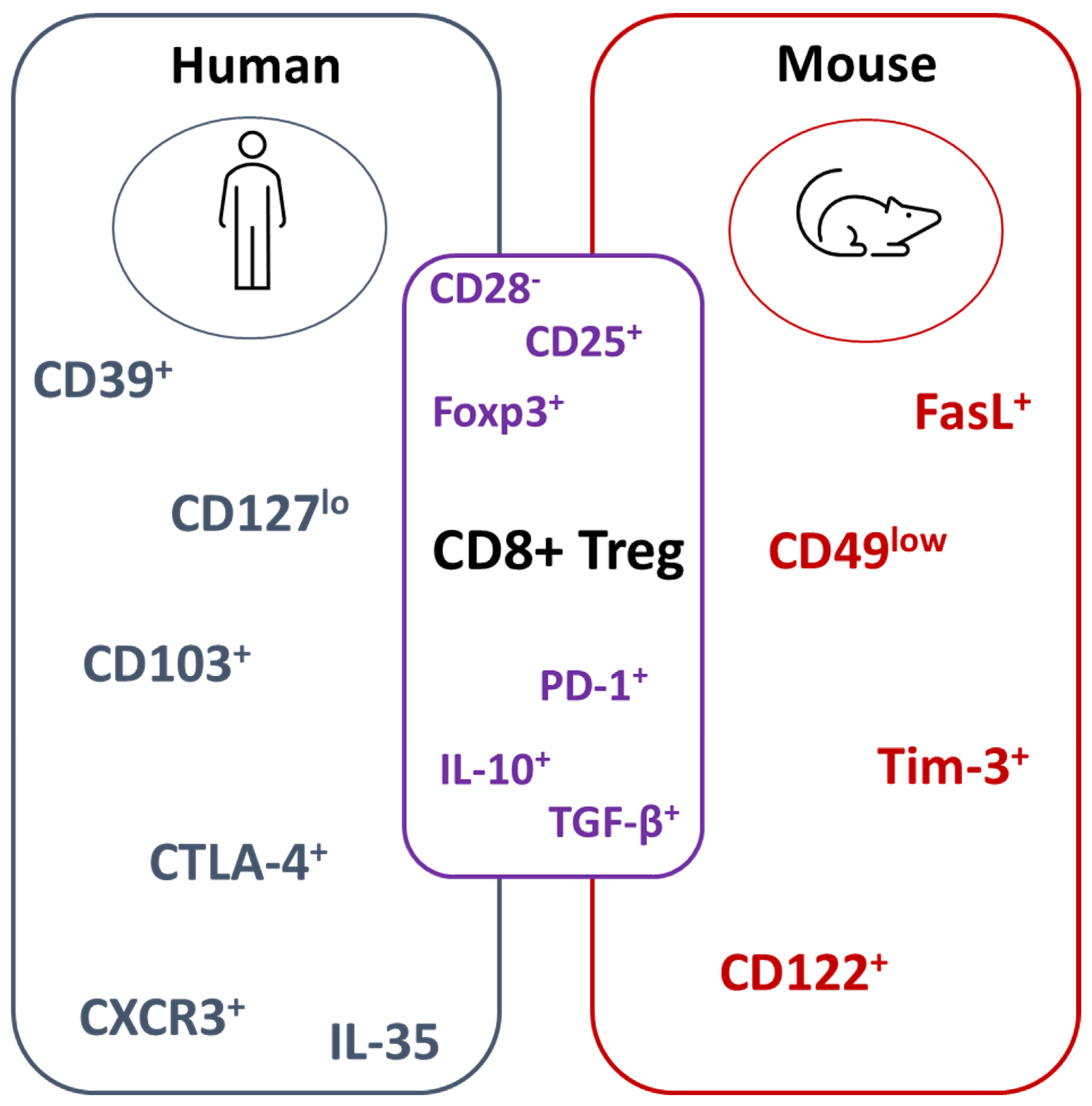 Cells Free Full Text Harnessing Cd8 Cd28− Regulatory T Cells As A