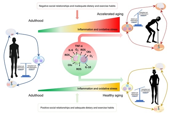 Cells | Free Full-Text | The Role of Immune Cells in Oxi-Inflamm-Aging