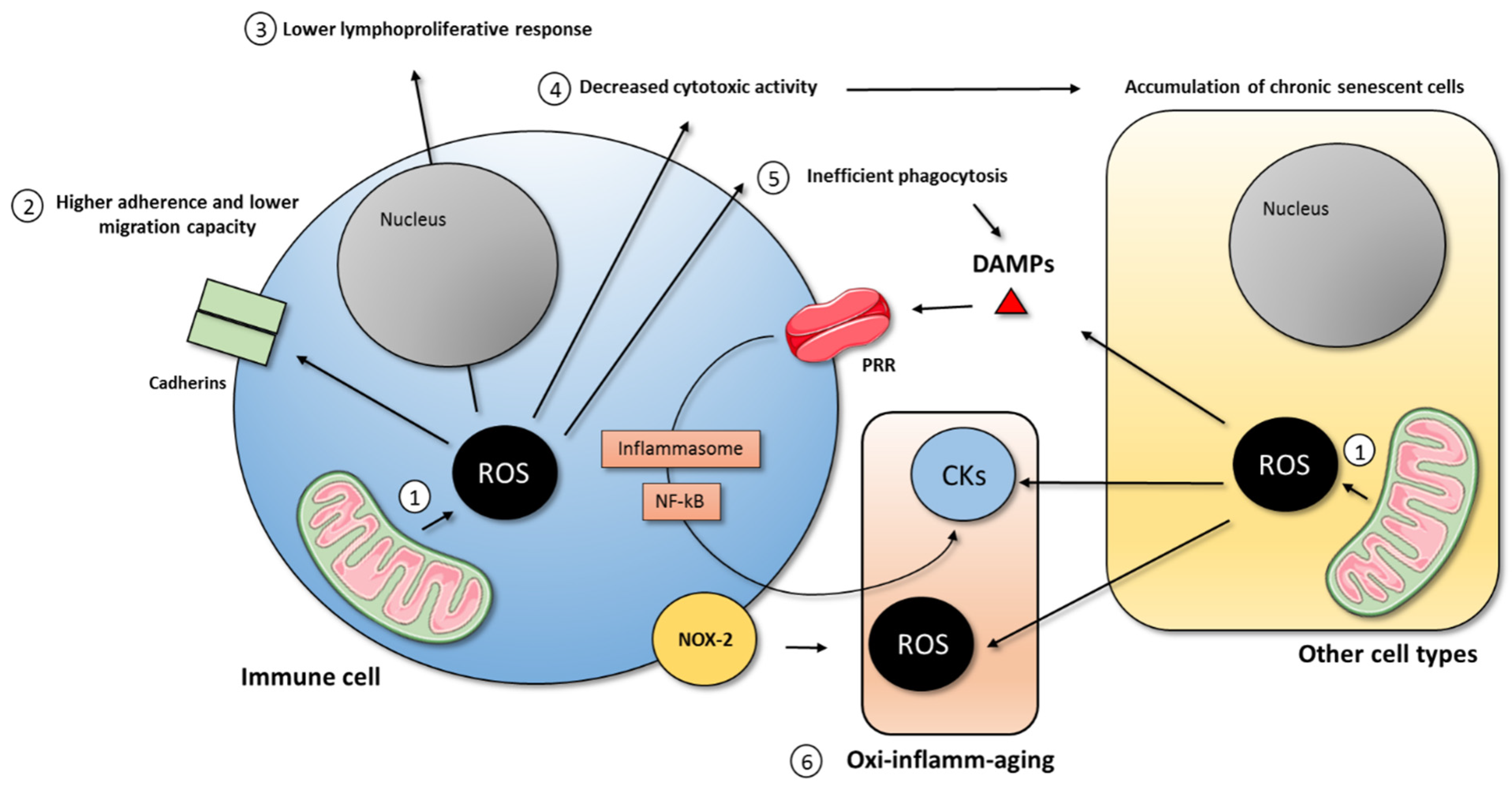 The Role of Immune Cells in Oxi-Inflamm-Aging