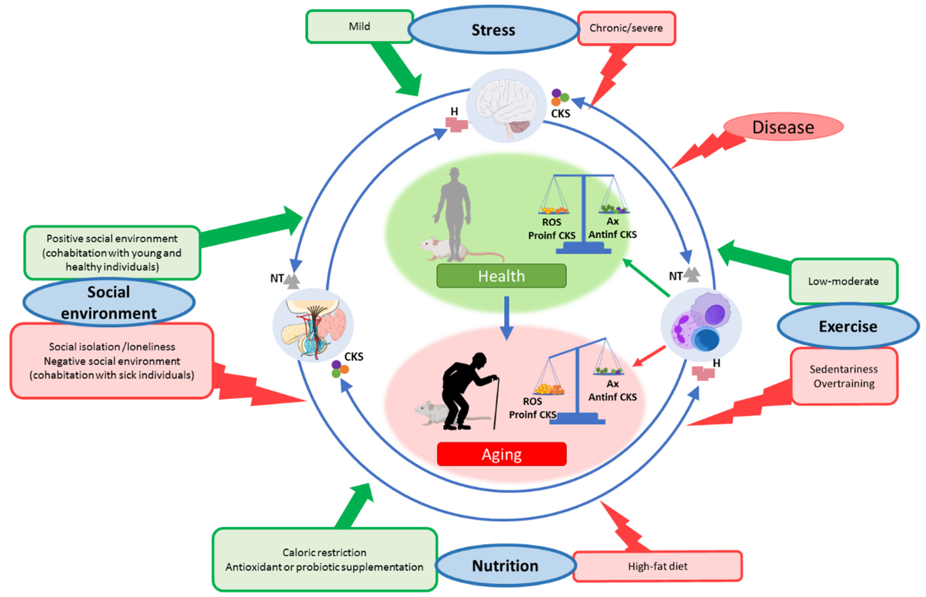 The Role of Immune Cells in Oxi-Inflamm-Aging