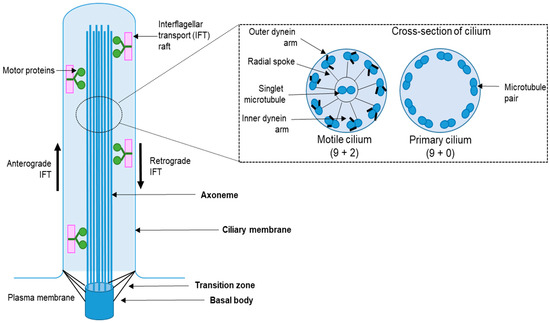 Insights into the Regulation of Ciliary Disassembly