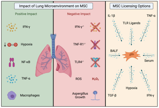 The Inflammatory Lung Microenvironment; a Key Mediator in MSC Licensing