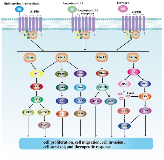 Roles of G Protein-Coupled Receptors (GPCRs) in Gastrointestinal ...