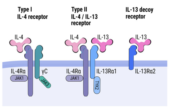 Cells | Free Full-Text | Significance of Interleukin (IL)-4 and IL-13 ...