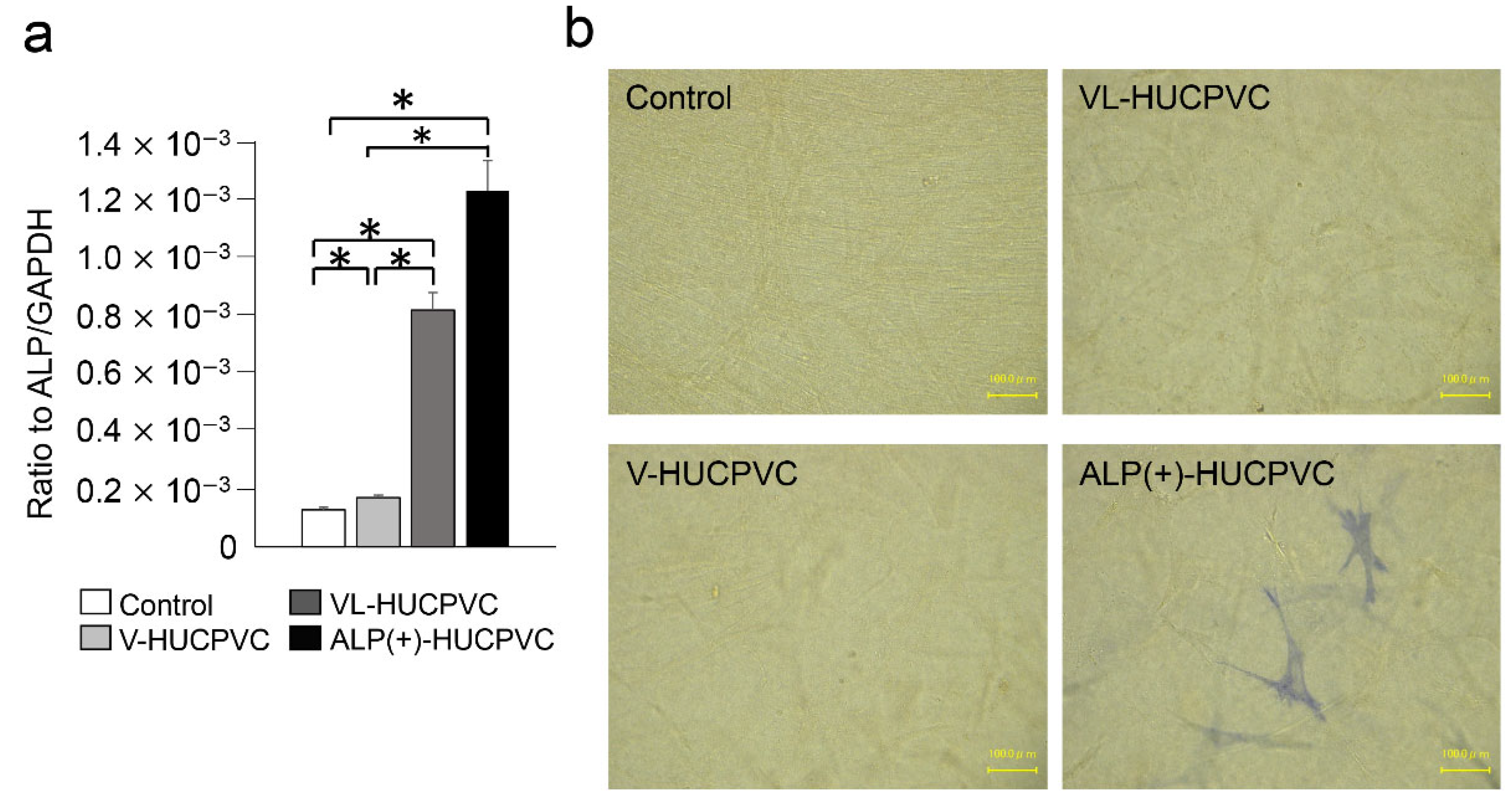 Development and Characterization of Alkaline Phosphatase-Positive Human ...