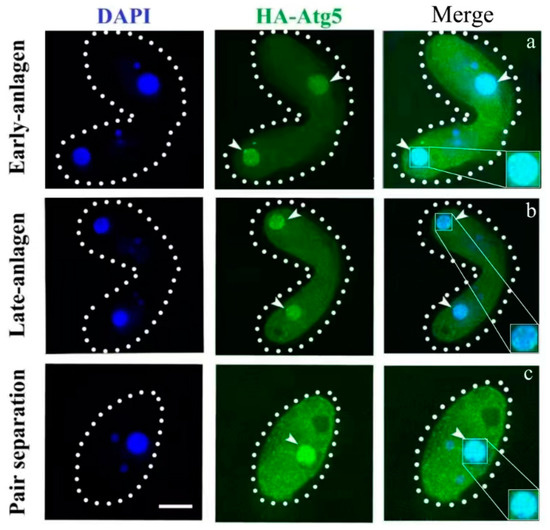 Atg5 Regulates Selective Autophagy of the Parental Macronucleus during ...