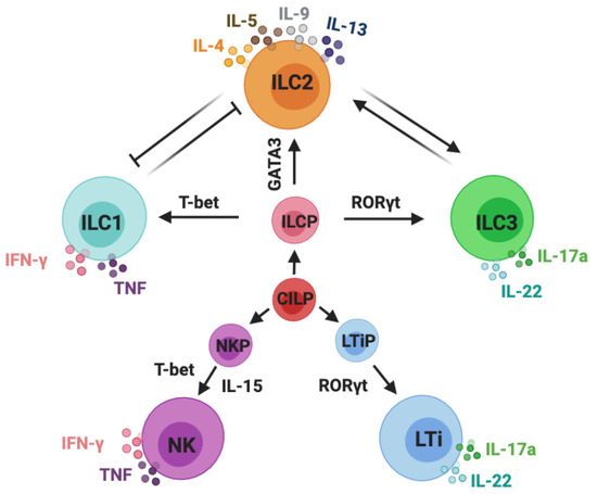 Cells | Free Full-Text | Chemokines and Innate Lymphoid Cells in Skin ...