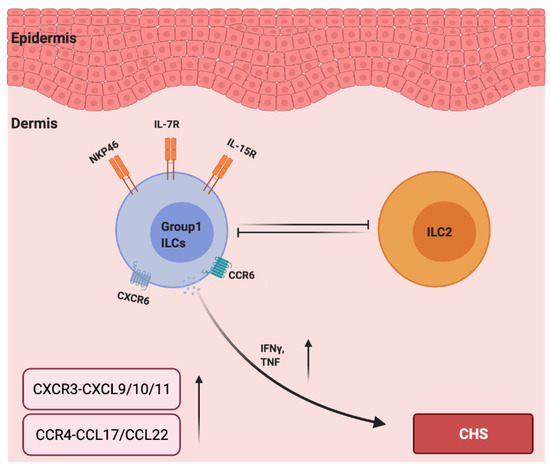 Cells | Free Full-Text | Chemokines and Innate Lymphoid Cells in Skin ...